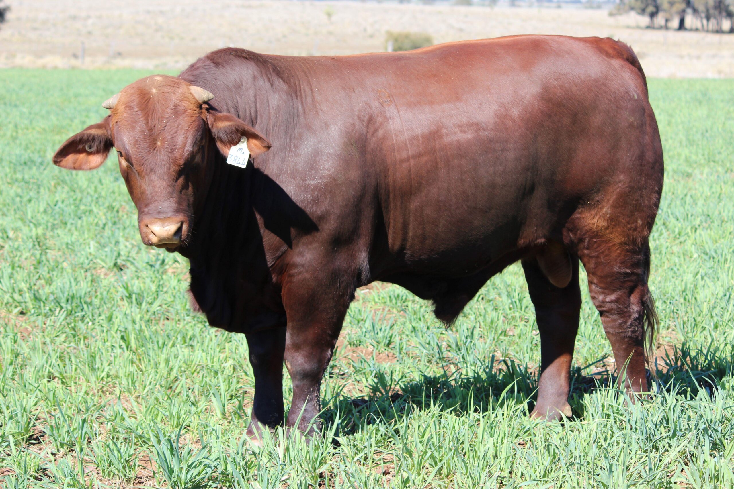 Sale Bulls – Moongana Santa Gertrudis